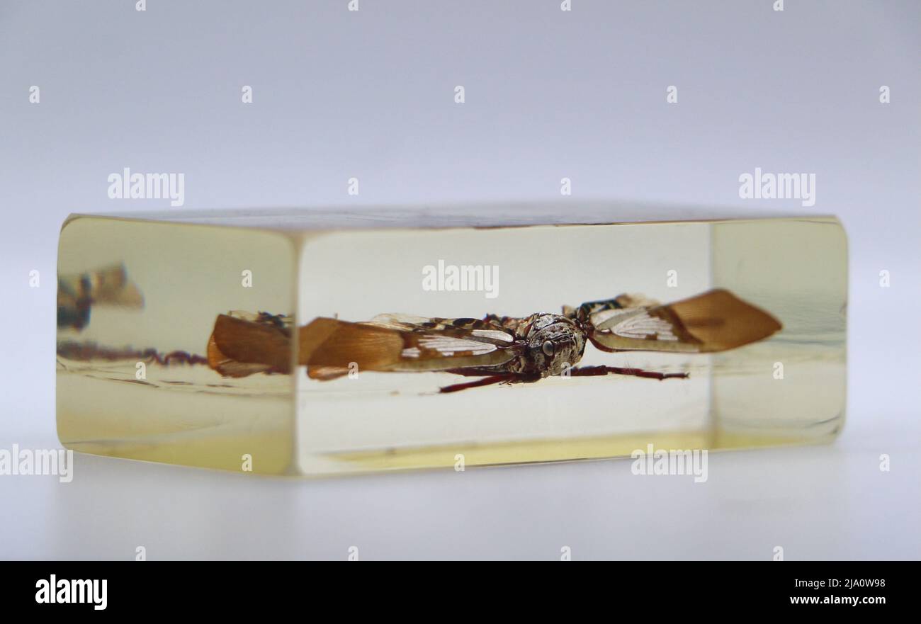 Perspex encased specimen flying insect side view on a white background ...