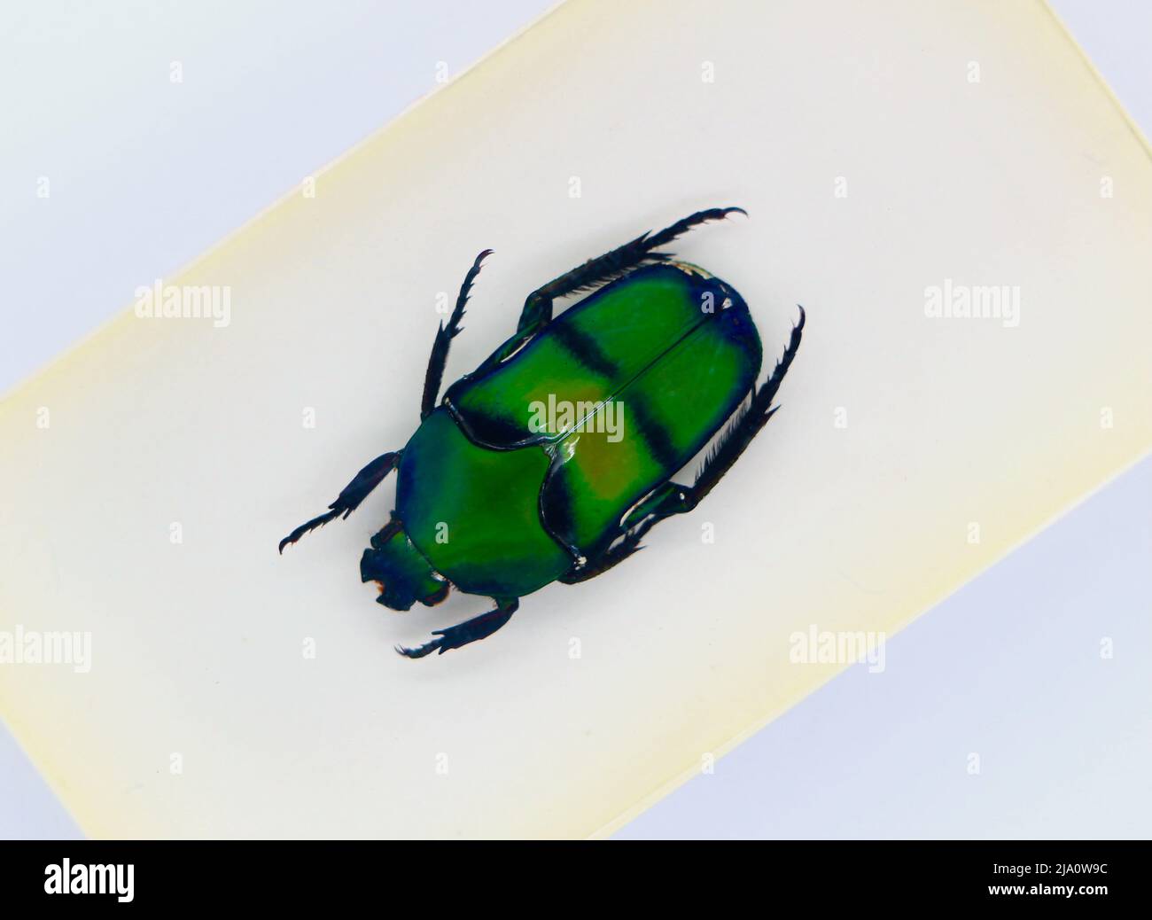 Perspex encased specimen seen from above on a white background green ...