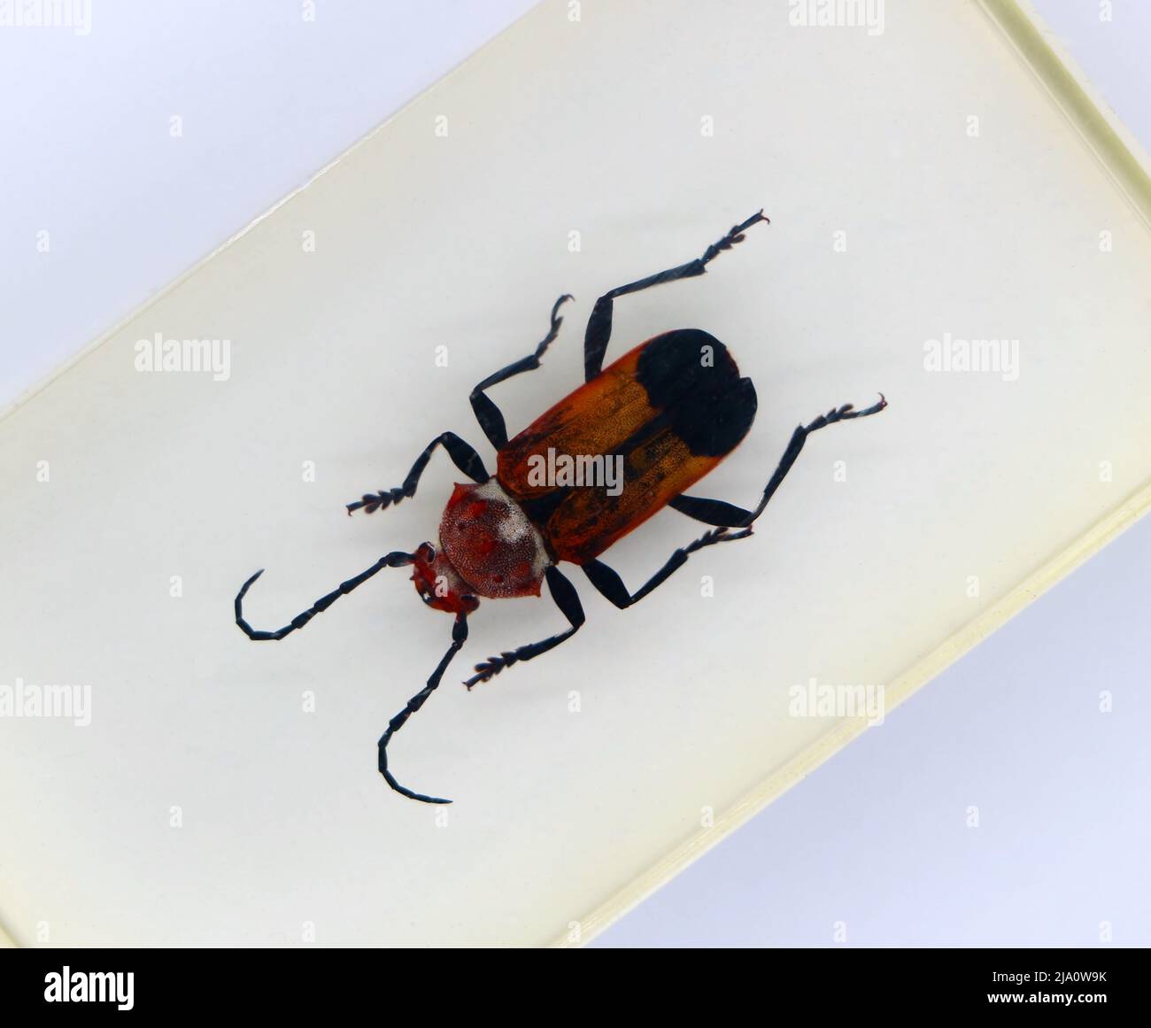 Perspex encased specimen seen from above on a white background ...