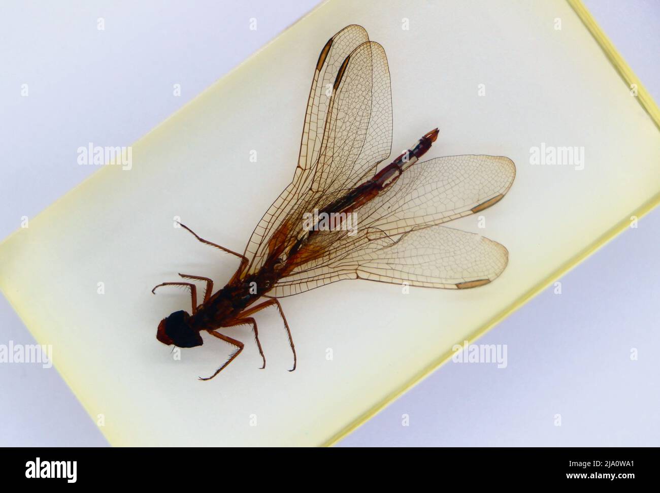 Perspex encased specimen seen from above on a white background ...
