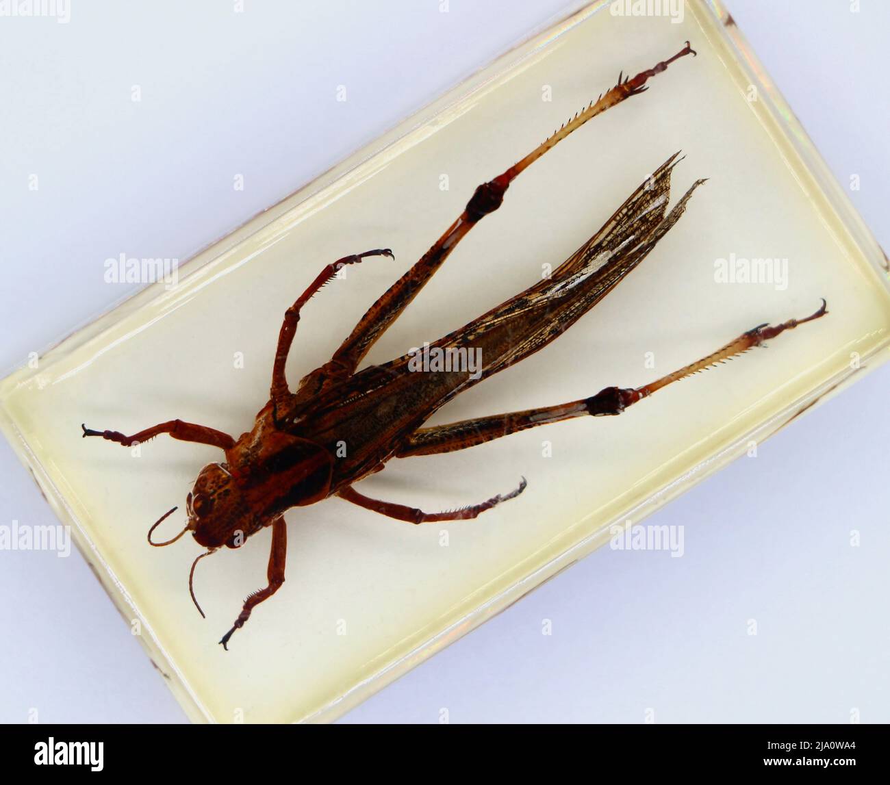 Perspex encased specimen seen from above on a white background ...