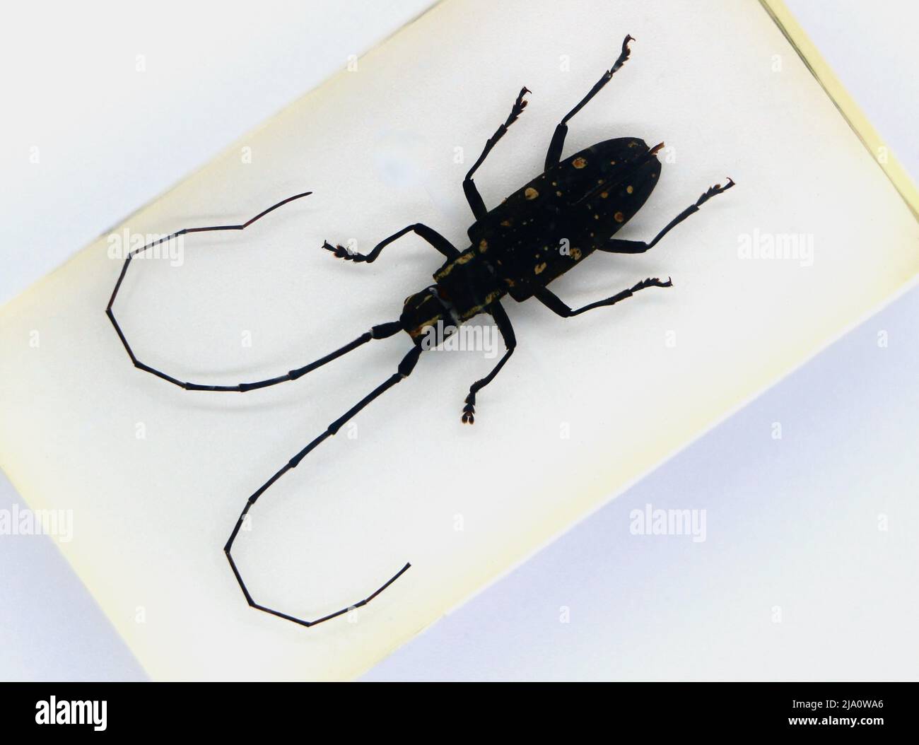 Perspex encased specimen seen from above on a white background ...