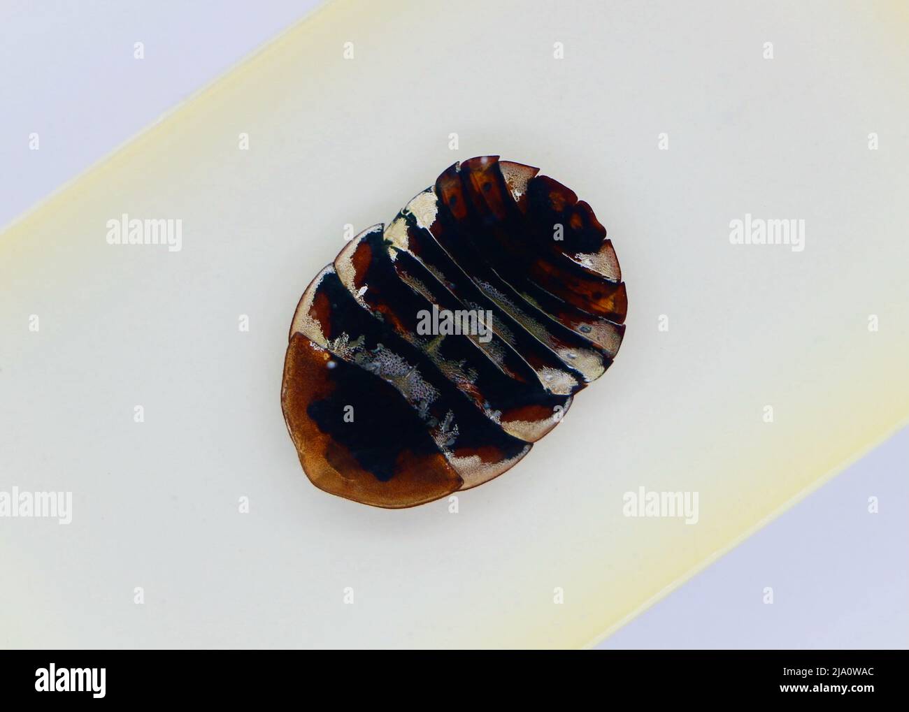 Perspex encased cucaracha specimen seen from above on a white ...
