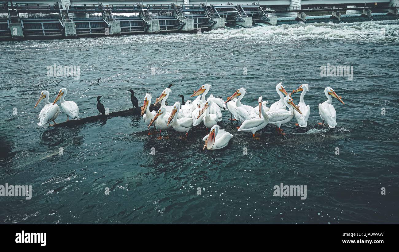 Group pelicans on water hi-res stock photography and images - Alamy