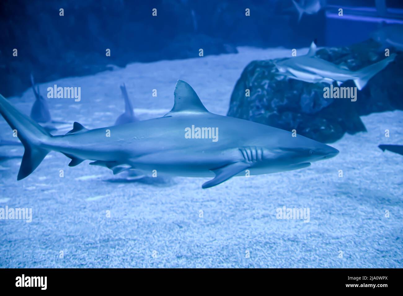 Sharks fish swim in huge hi-res stock photography and images - Alamy