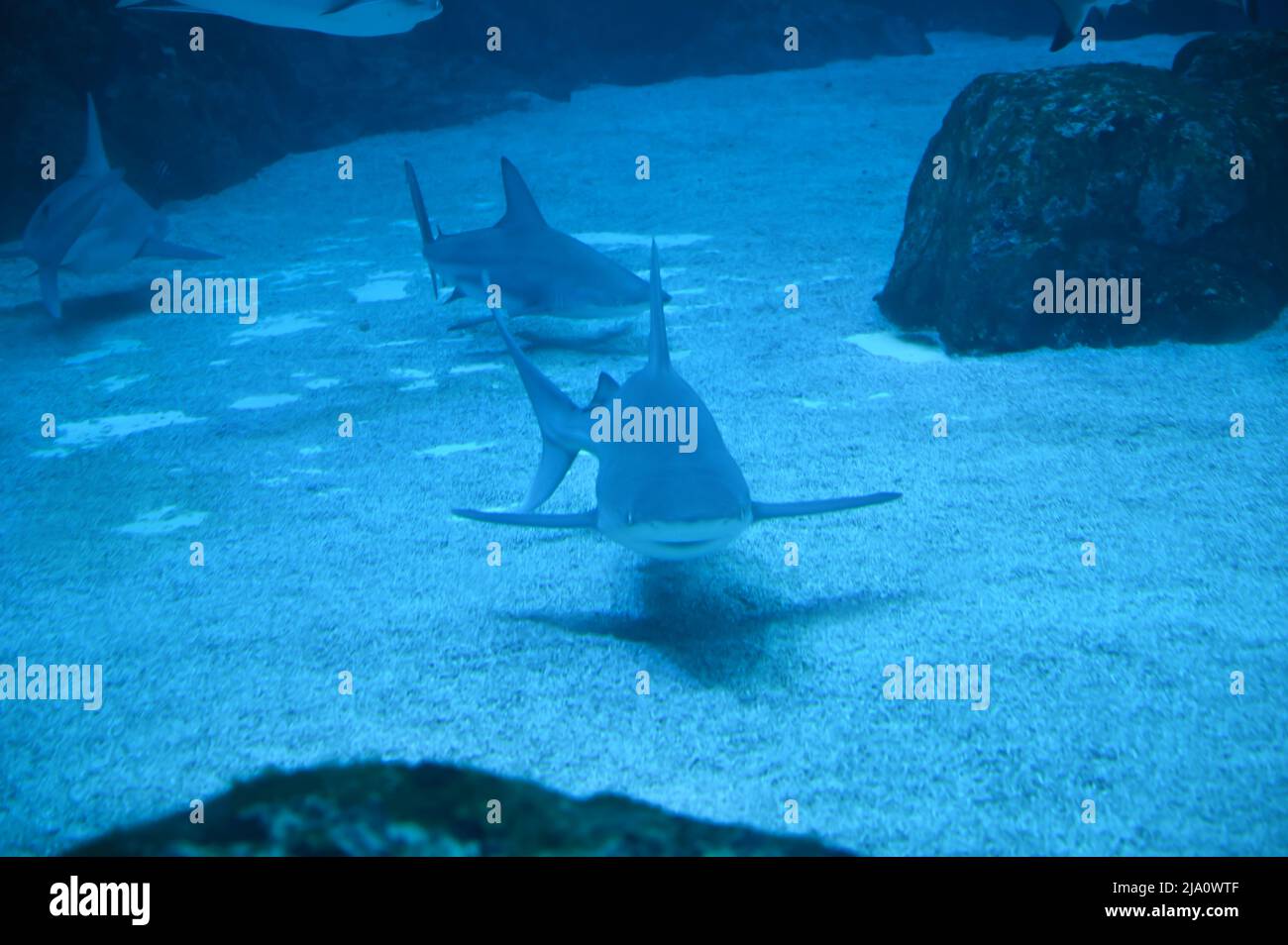 Sharks fish swim in huge hi-res stock photography and images - Alamy