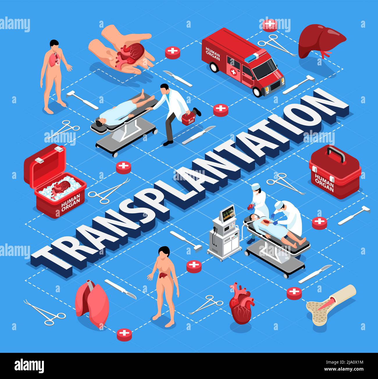 Isometric donor human organs flowchart composition with editable text ...