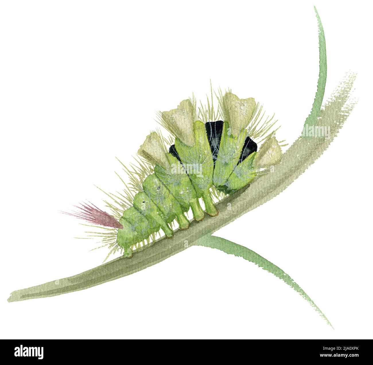 Watercolor illustration showing a pale tussock caterpillar on a twig in ...