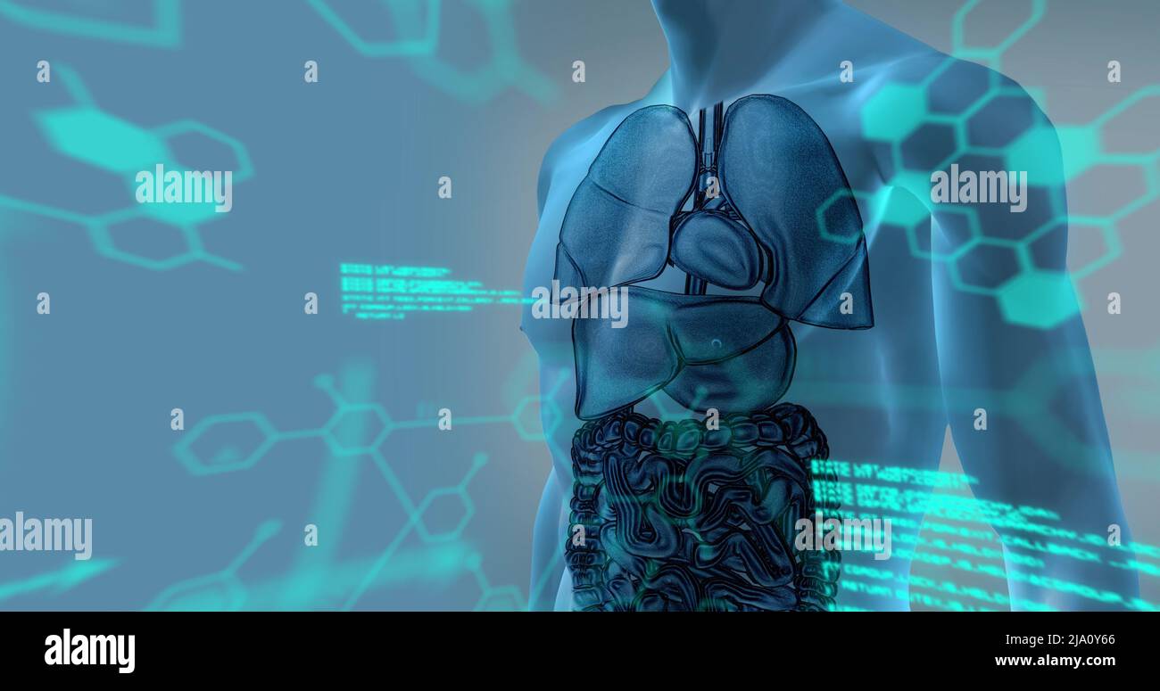 Human body model hi-res stock photography and images - Alamy