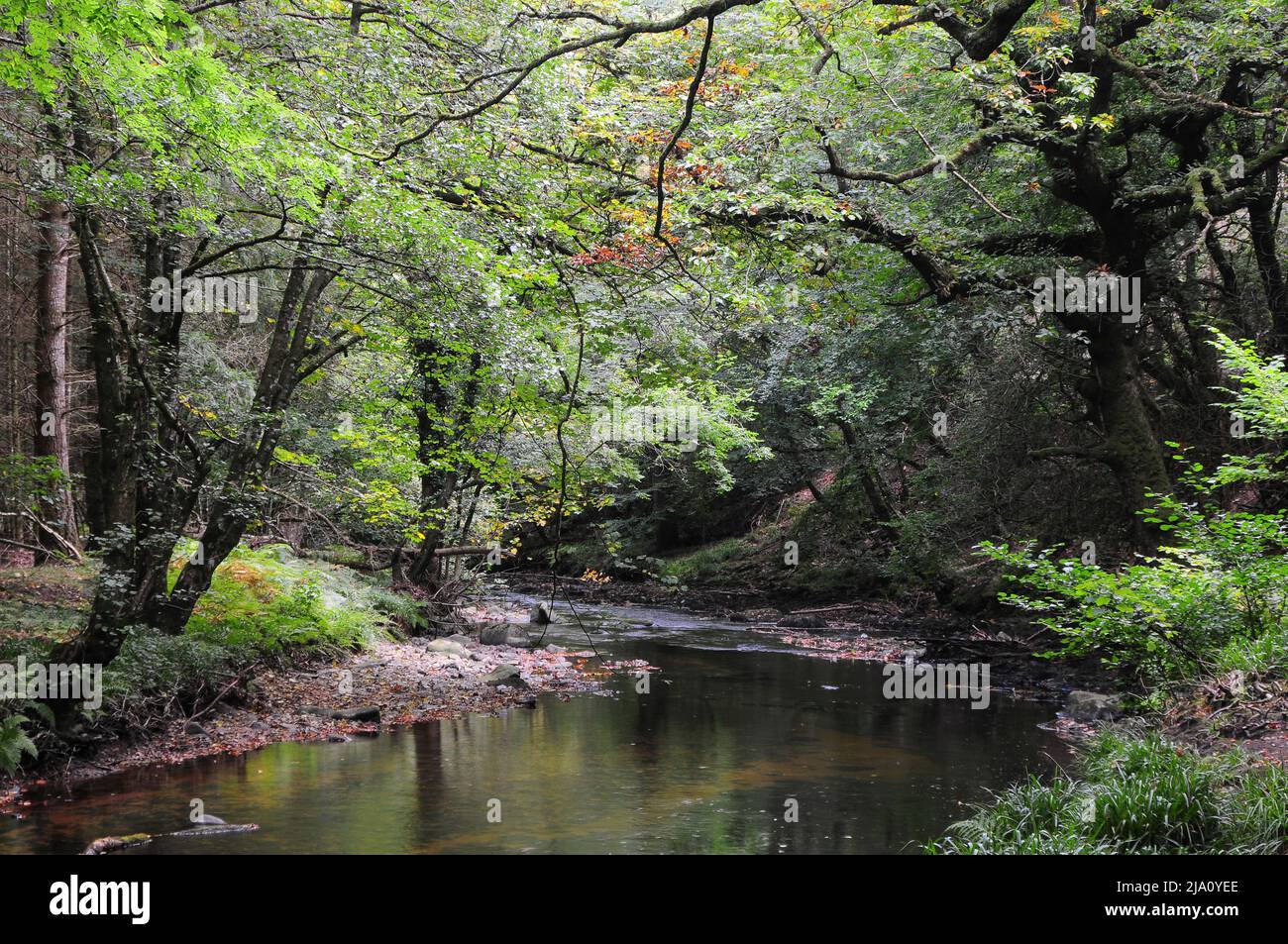 River Teign running through Fingle Woods, Dartmoor National Park Stock ...