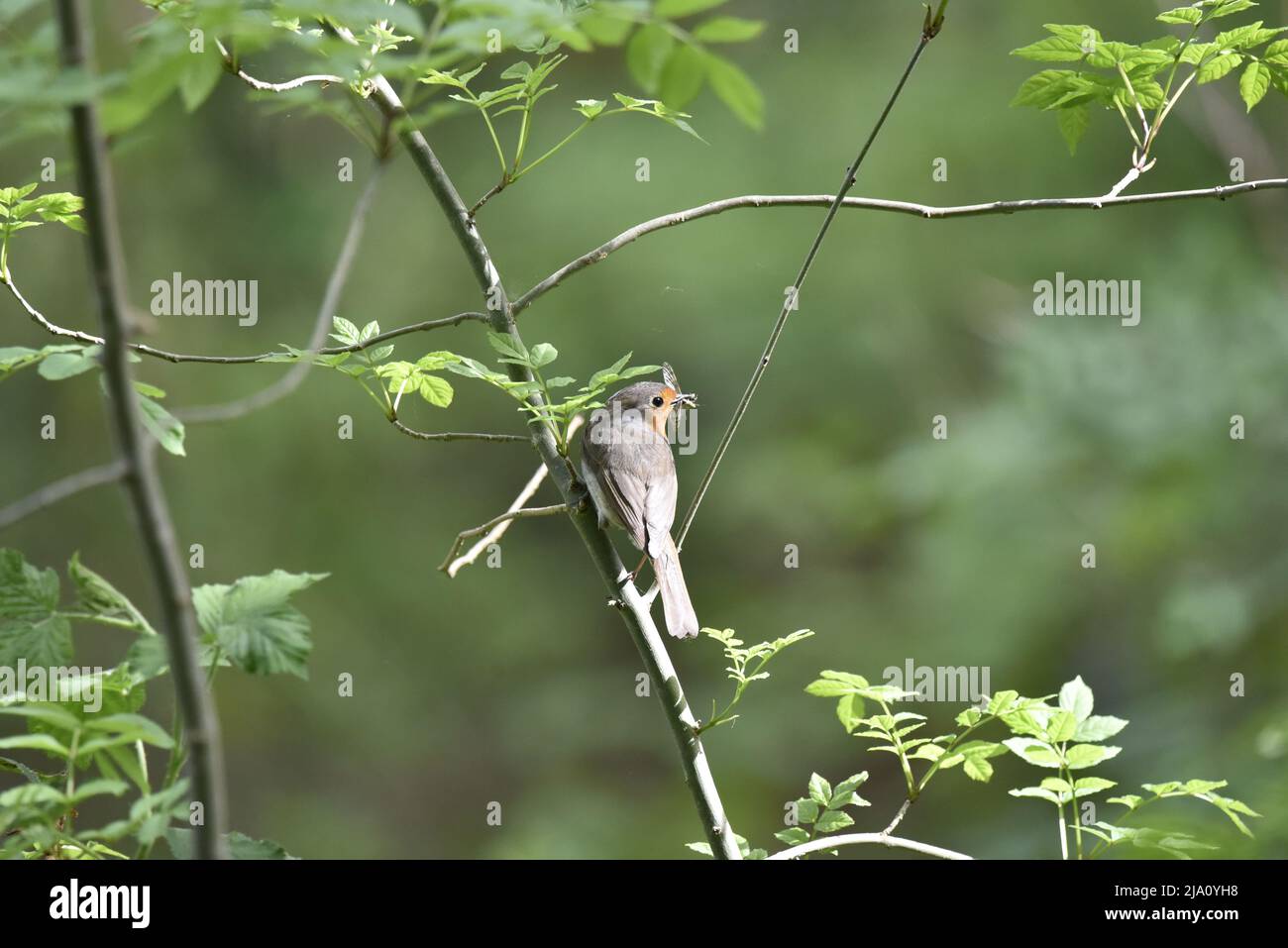 Robin against greenery hi-res stock photography and images - Alamy