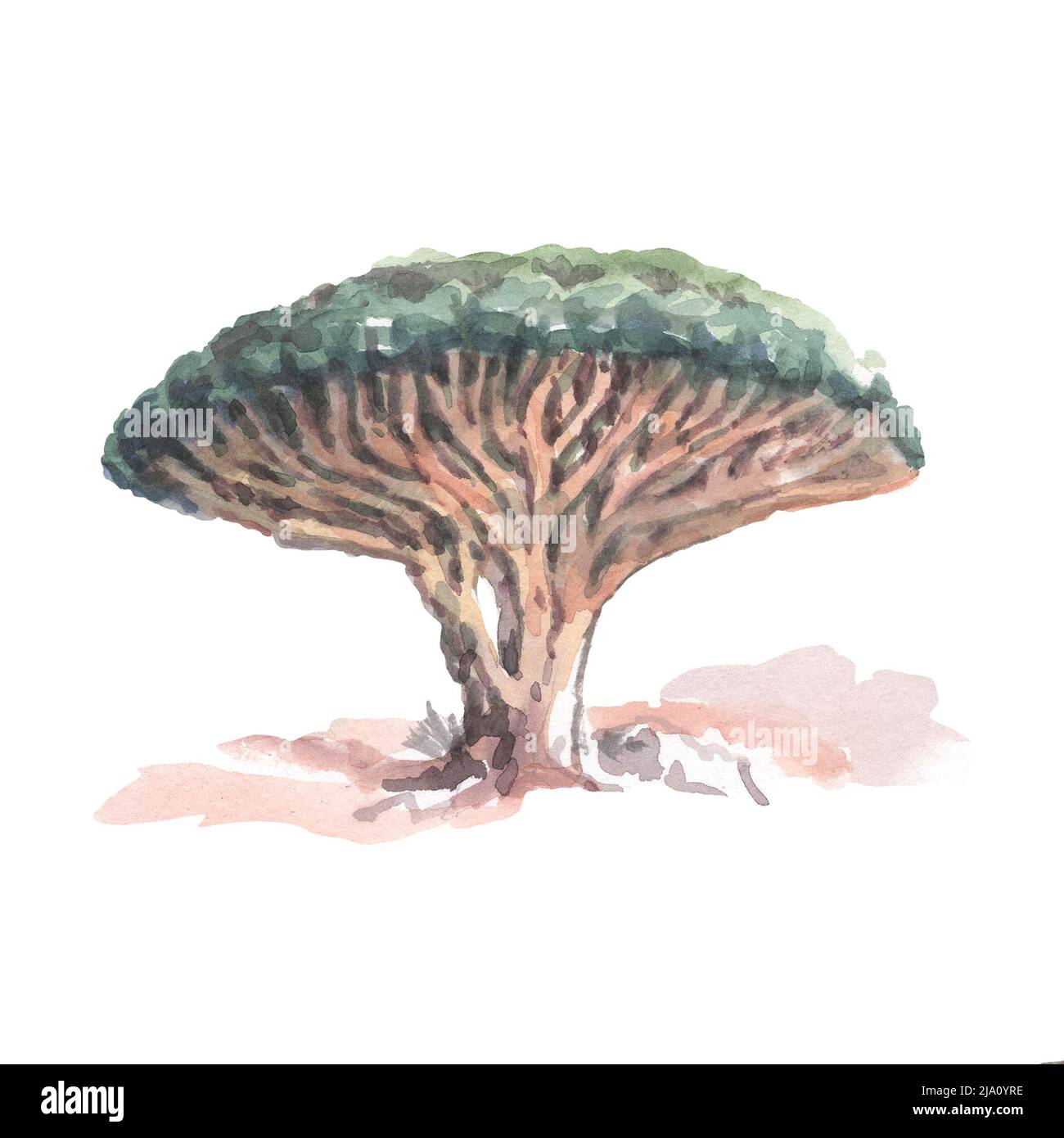 Trees plants forest australia nature wild watercolor illustration hand ...