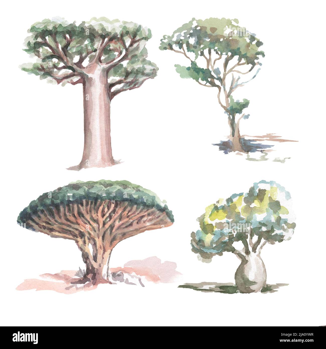 Trees plants forest australia nature wild watercolor illustration hand ...