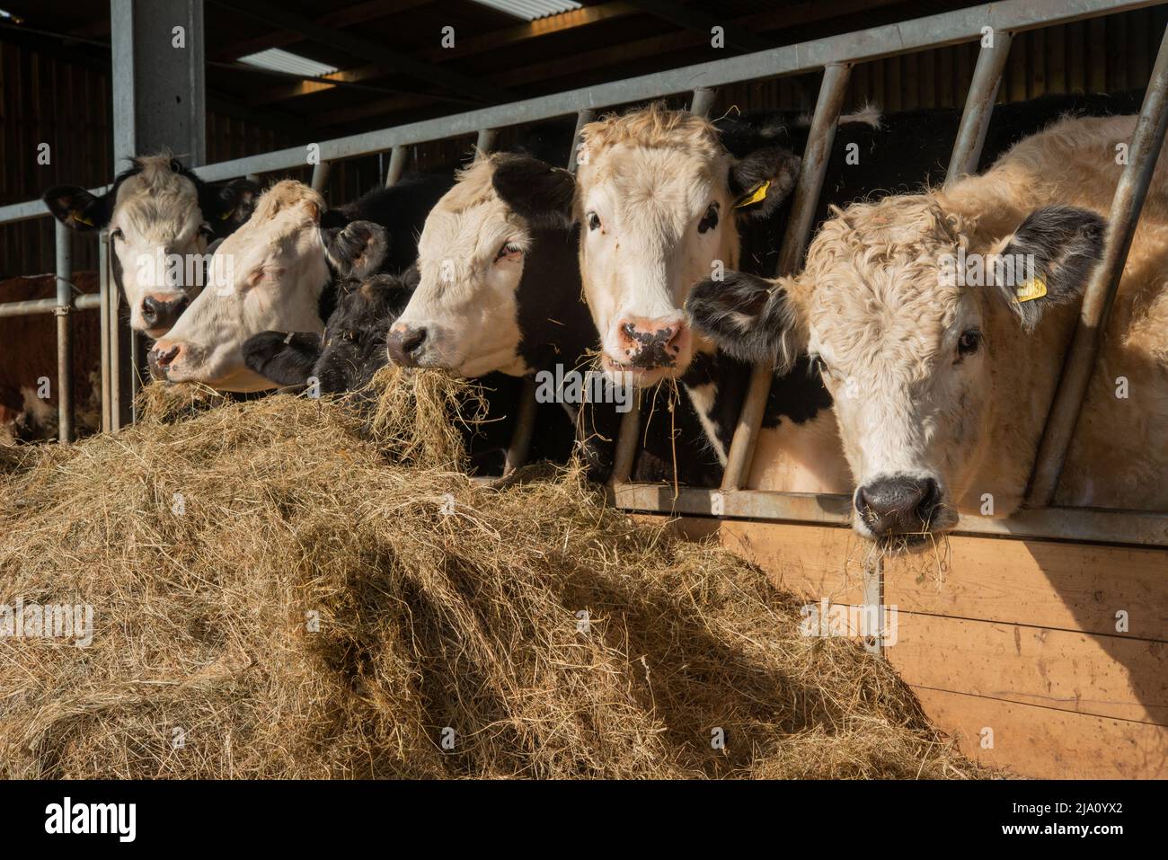 Cattle feed ring hi-res stock photography and images - Alamy