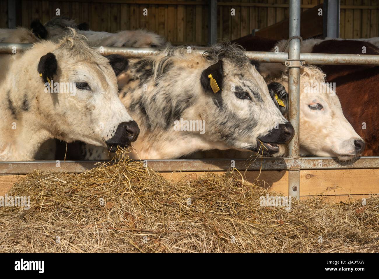 White Park cattle feeding on hay in barn Stock Photo - Alamy