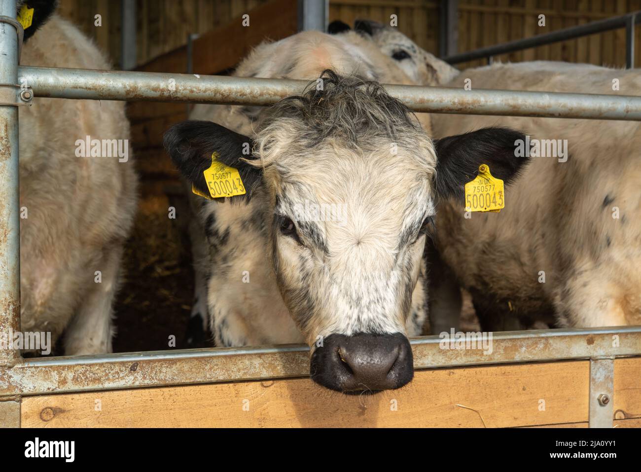 Cattle feed ring hi-res stock photography and images - Alamy