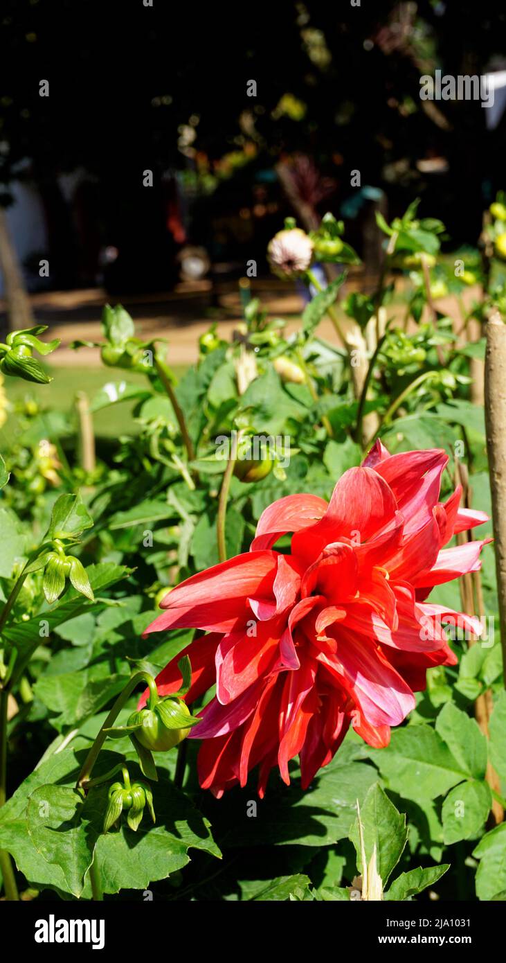 Beautiful flowers of Dahlia pinnata also known as Pinnate, Hypnotica ...