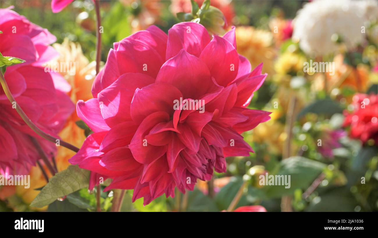 Beautiful flowers of Dahlia pinnata also known as Pinnate, Hypnotica ...