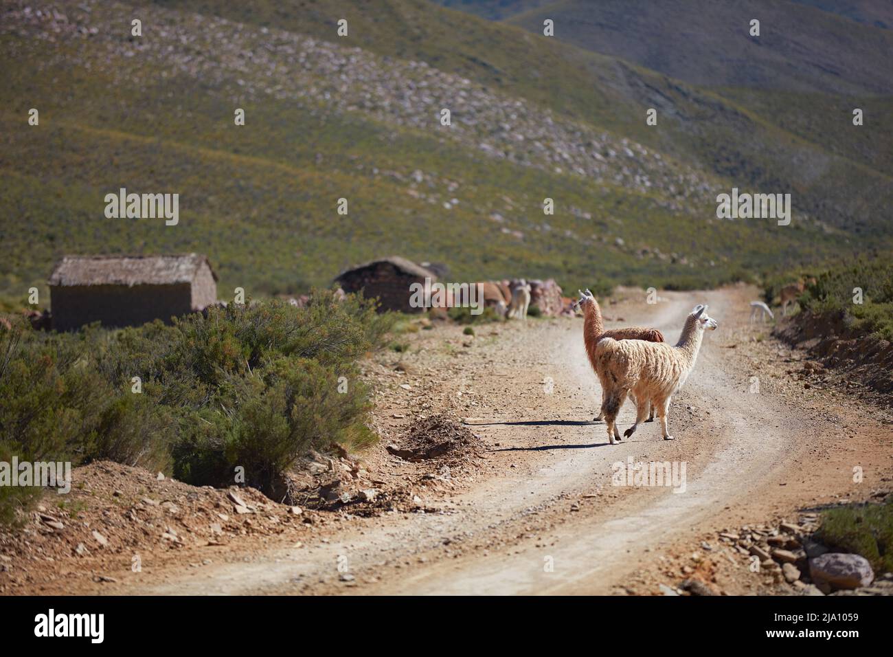 Wild lamas (Lama Glama) on a gravel road of the Humahuaca mountains ...