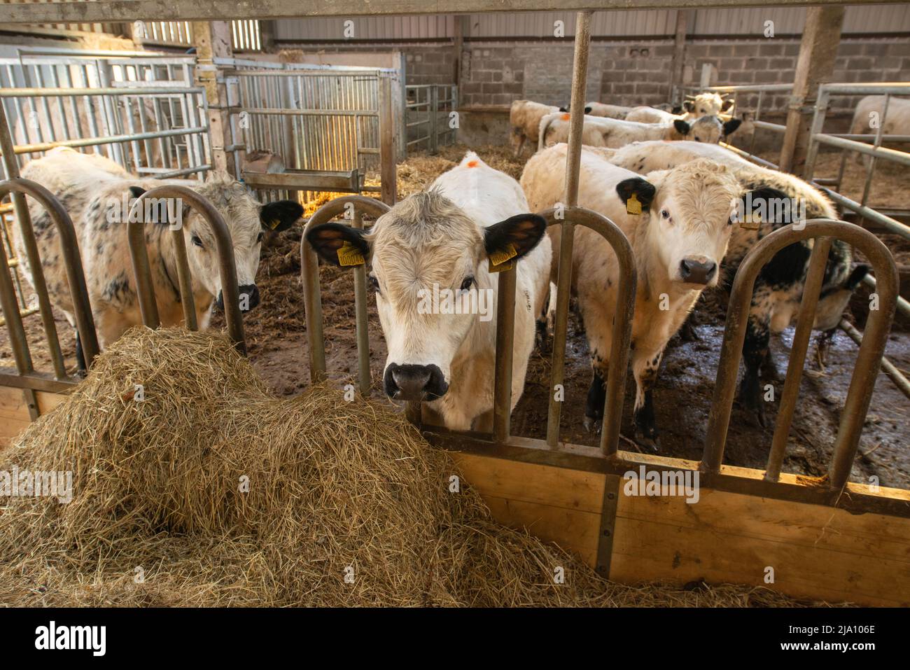 Cattle feed ring hi-res stock photography and images - Alamy