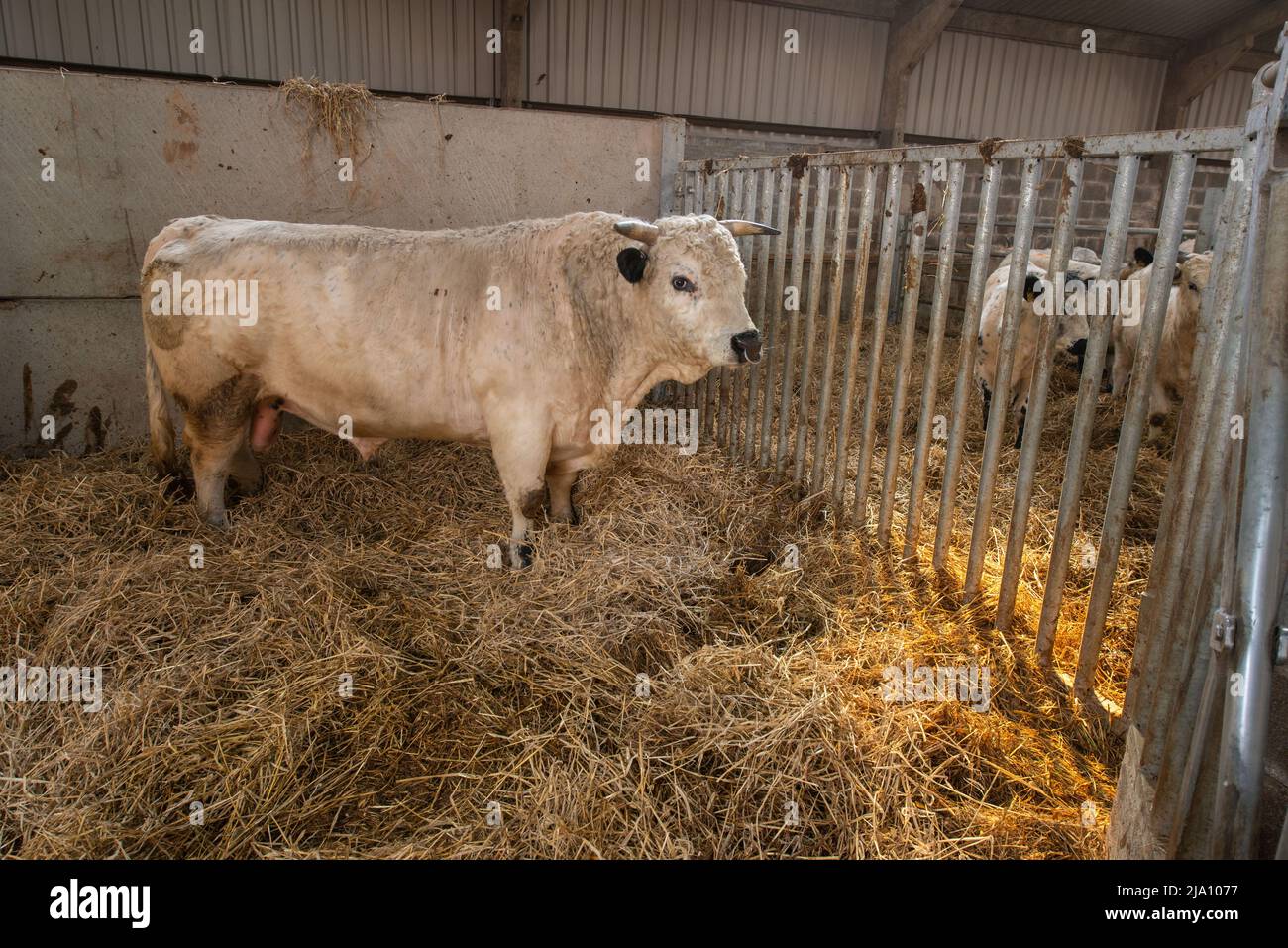 White Park bull in barn Stock Photo - Alamy