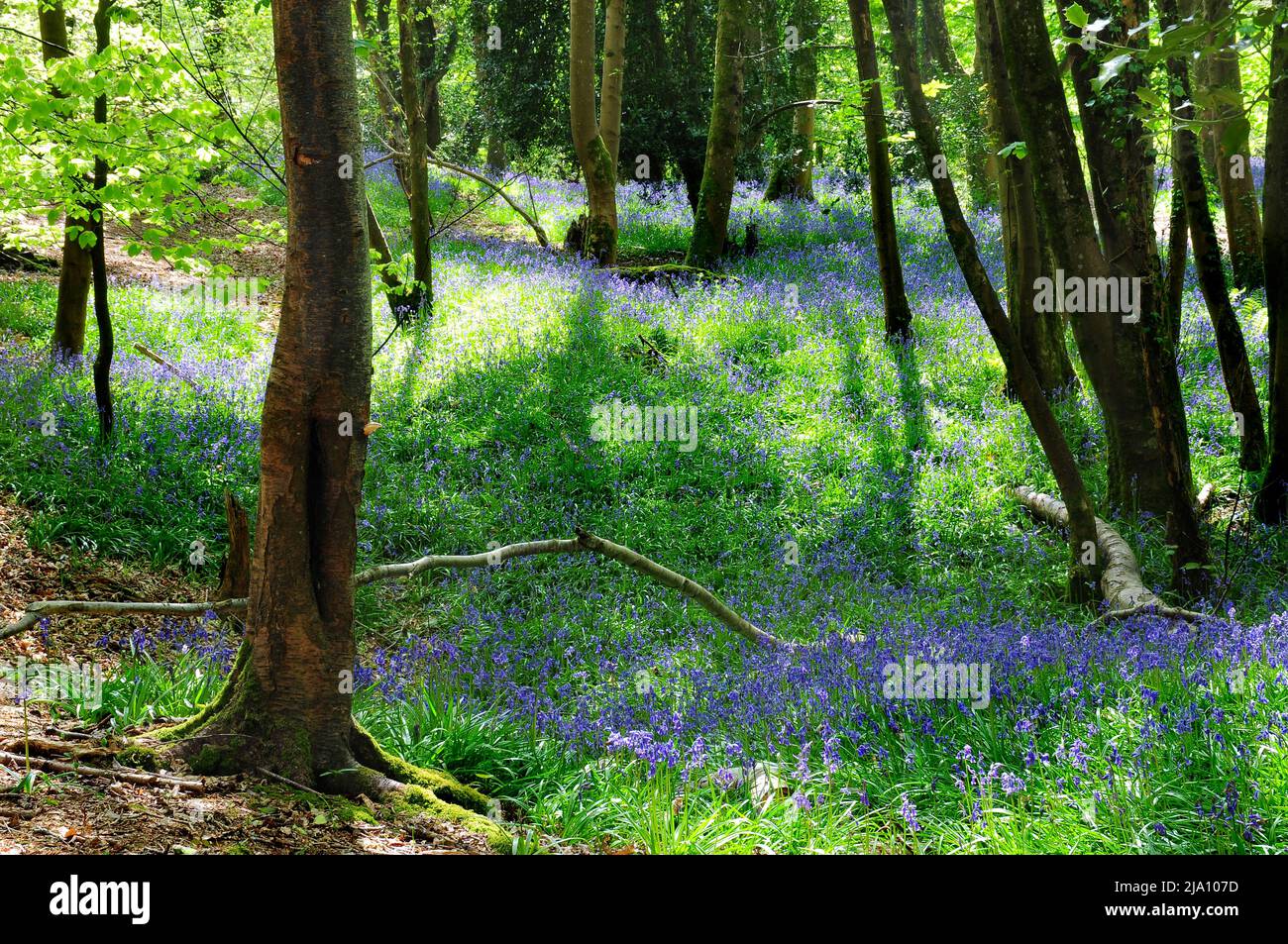 Puddletown forest hi-res stock photography and images - Alamy