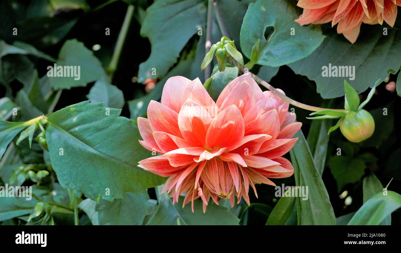 Beautiful flowers of Dahlia pinnata also known as Pinnate, Hypnotica ...
