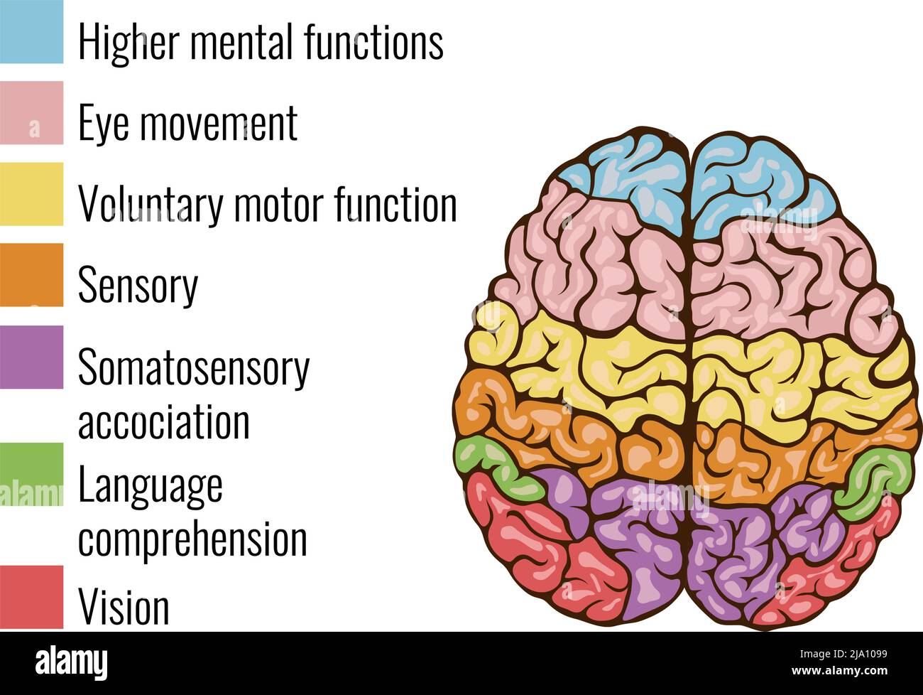 Human brain anatomy function area mind system infographic composition ... Human brain anatomy function area mind system infographic composition ...