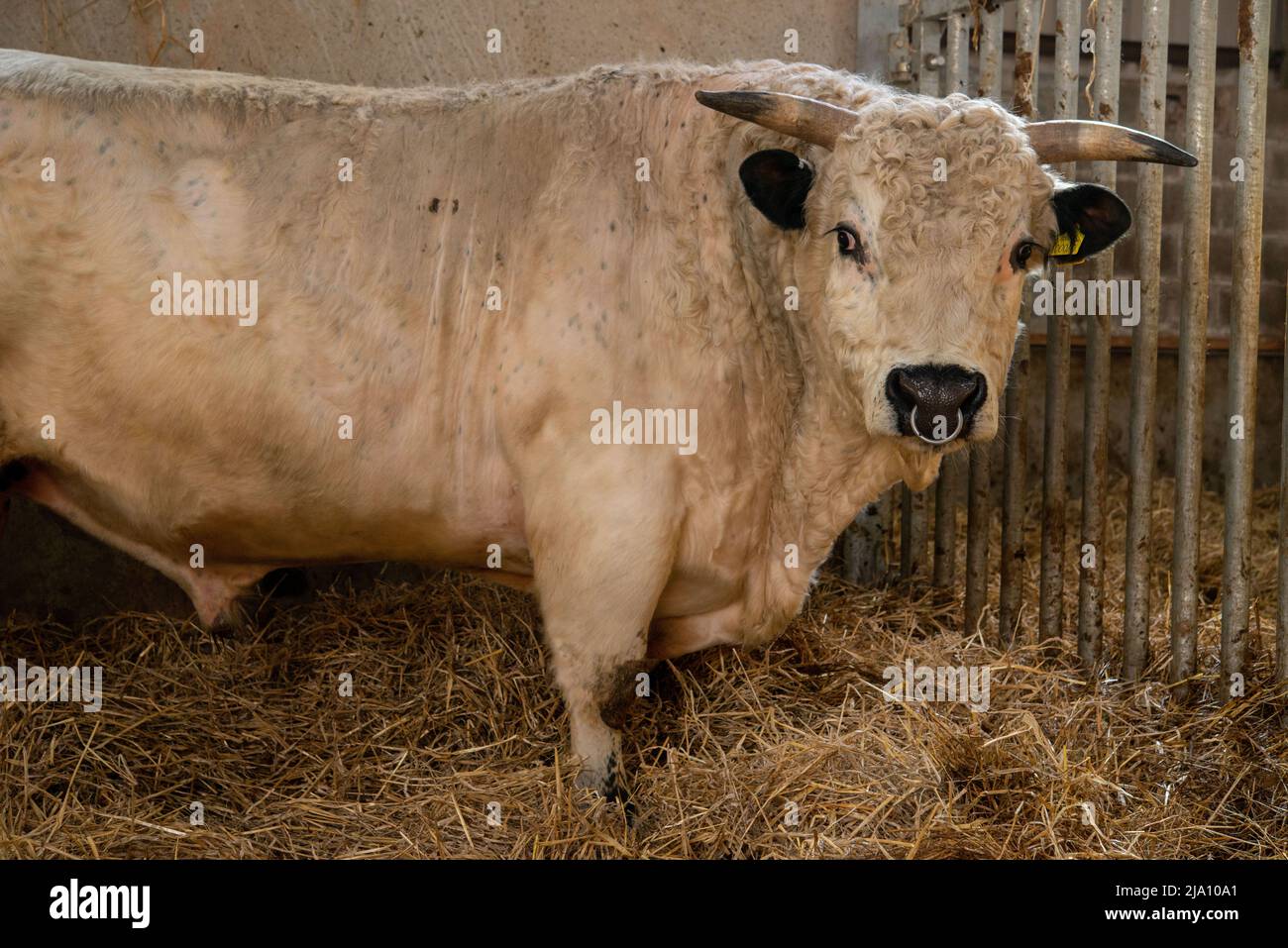 White Park bull in barn Stock Photo - Alamy
