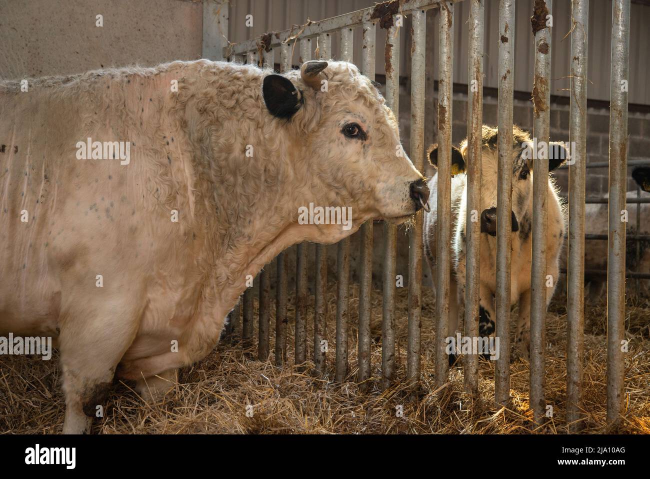 White Park bull in barn Stock Photo - Alamy