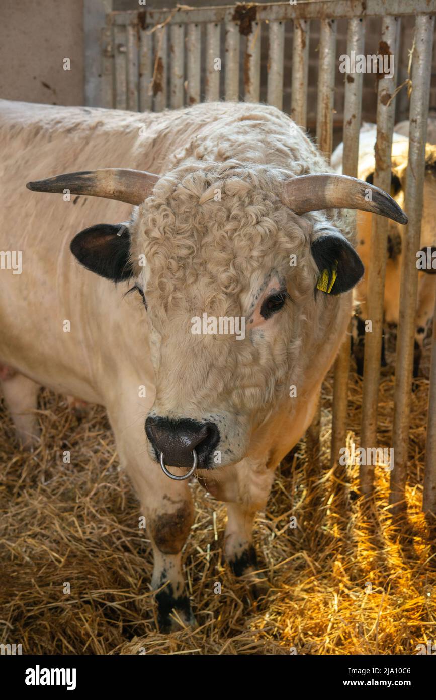 White Park bull in barn Stock Photo - Alamy
