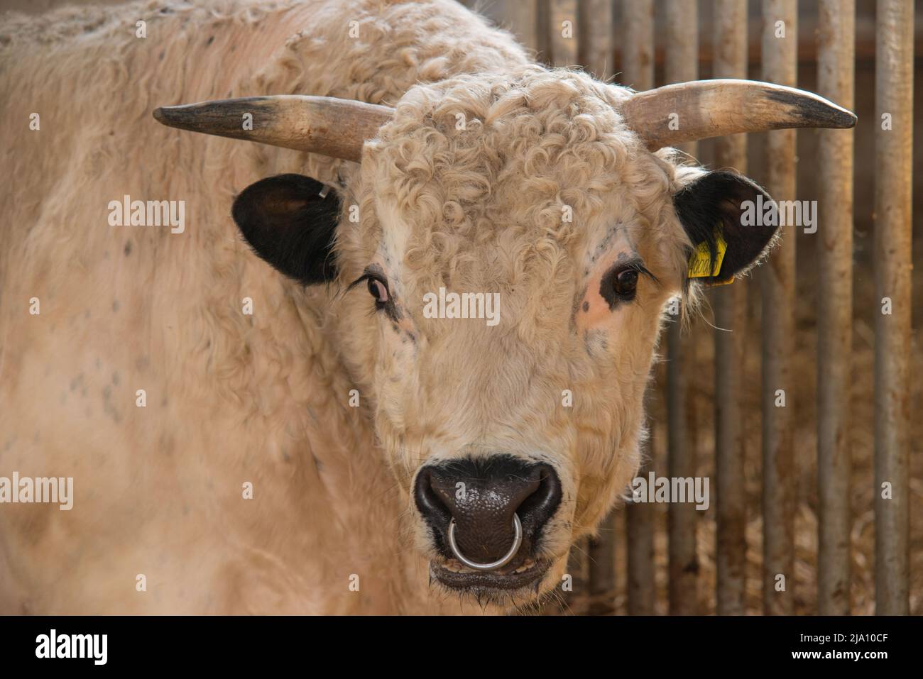 White Park bull in barn Stock Photo - Alamy