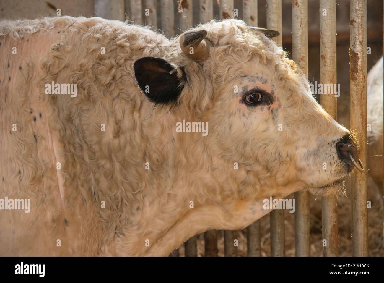 White Park bull in barn Stock Photo - Alamy