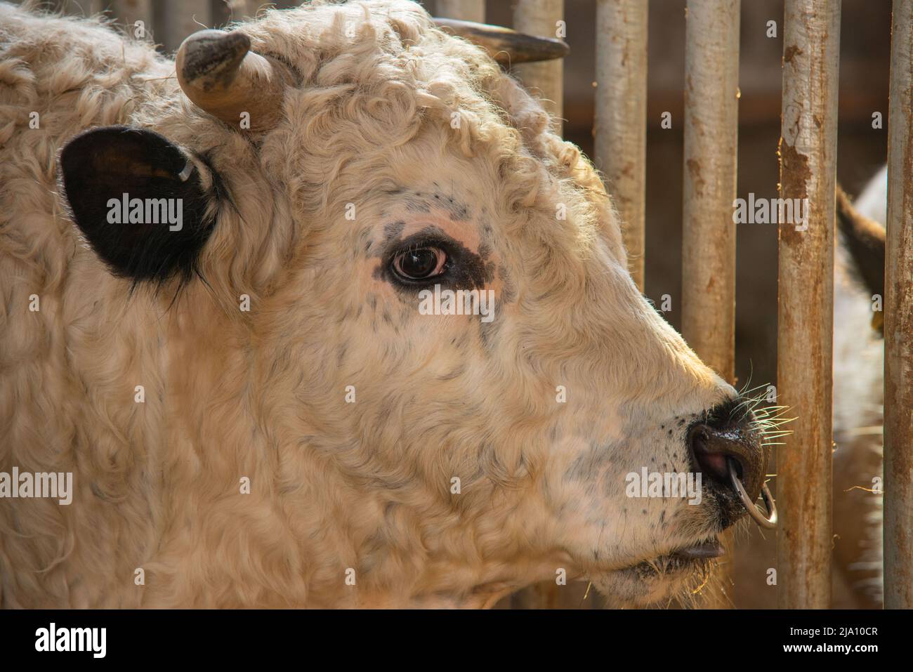 White Park bull in barn Stock Photo - Alamy