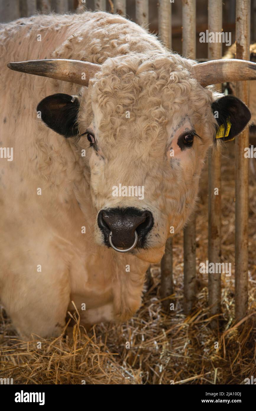 White Park bull in barn Stock Photo - Alamy