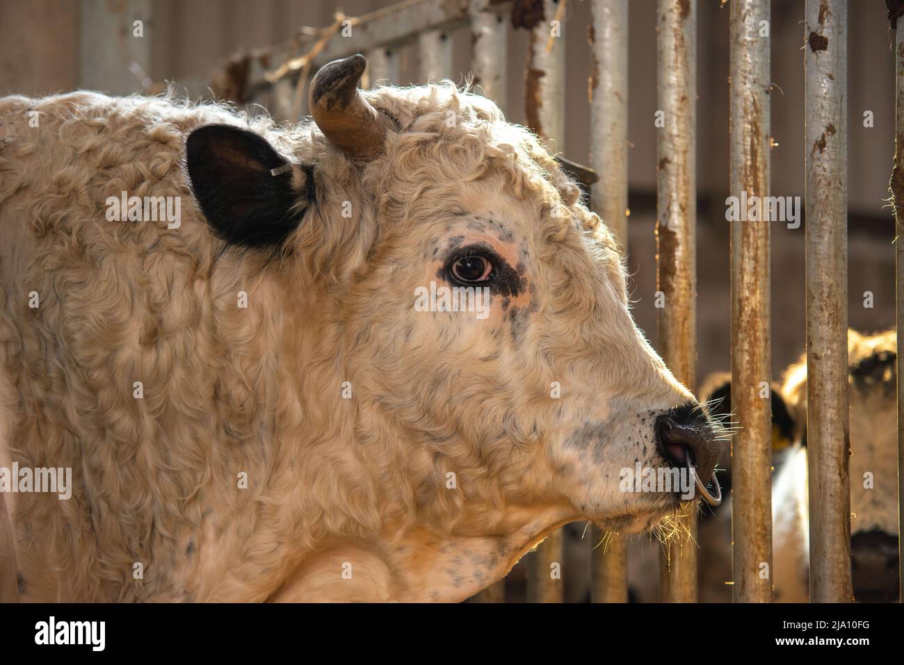 White Park bull in barn Stock Photo - Alamy