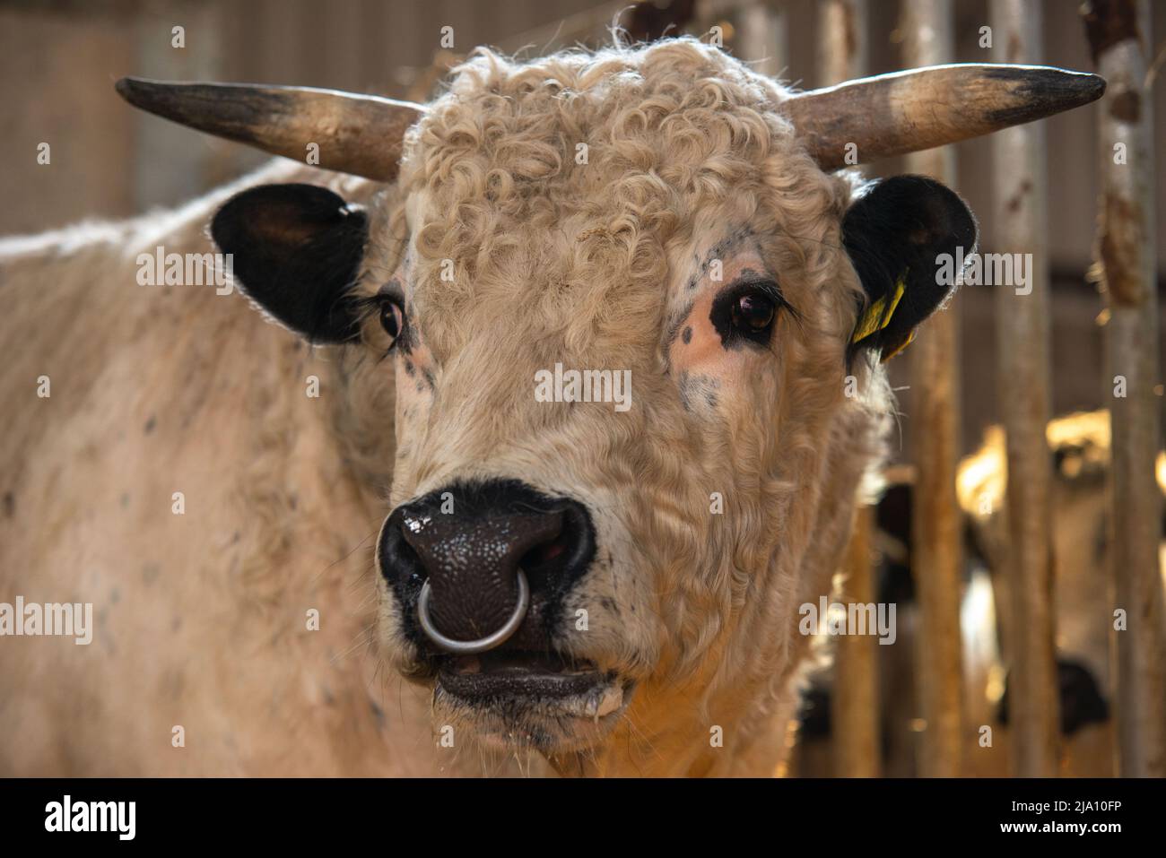 White Park bull in barn Stock Photo - Alamy
