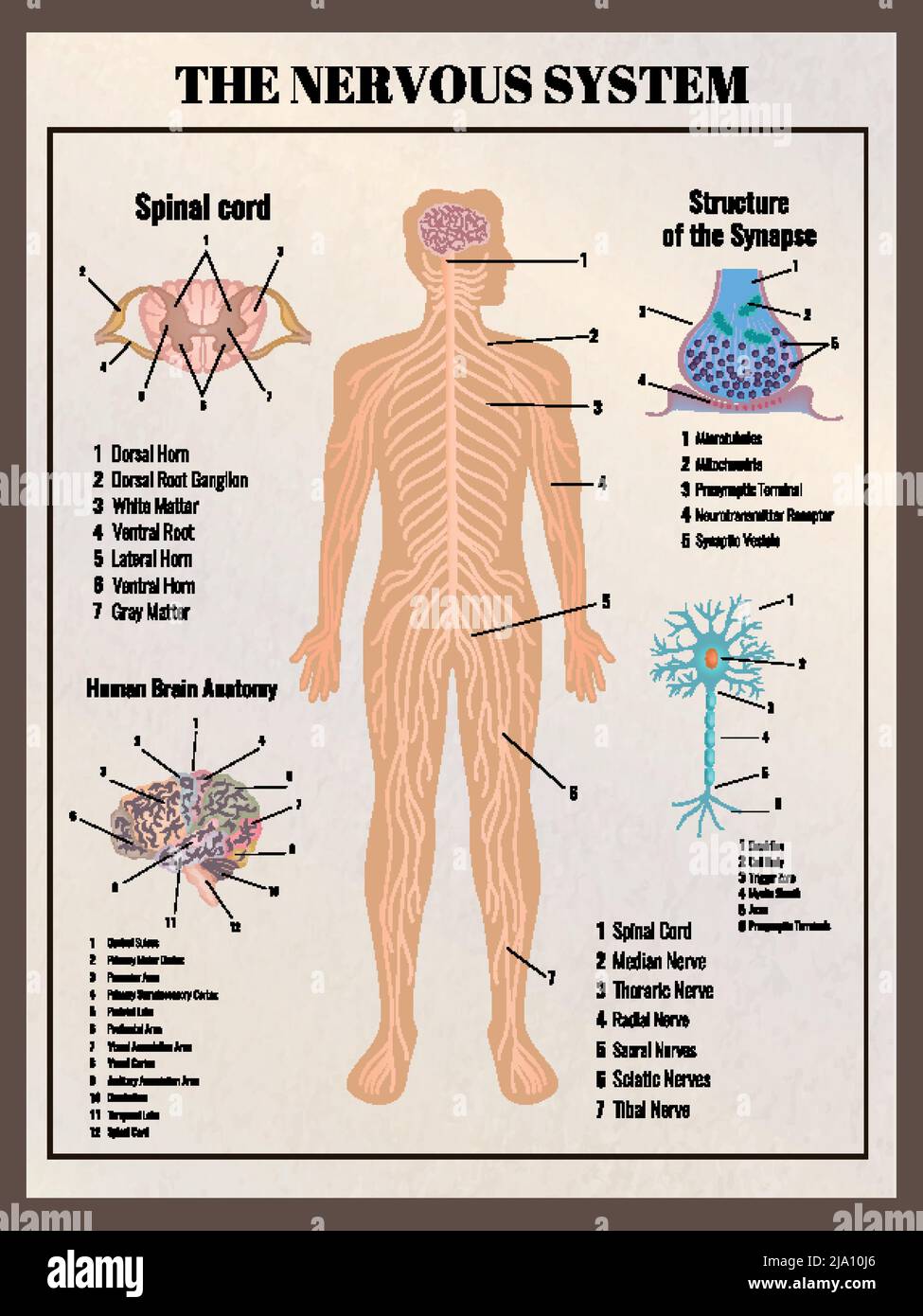 Neurology poster with retro vintage style infographic elements images ...