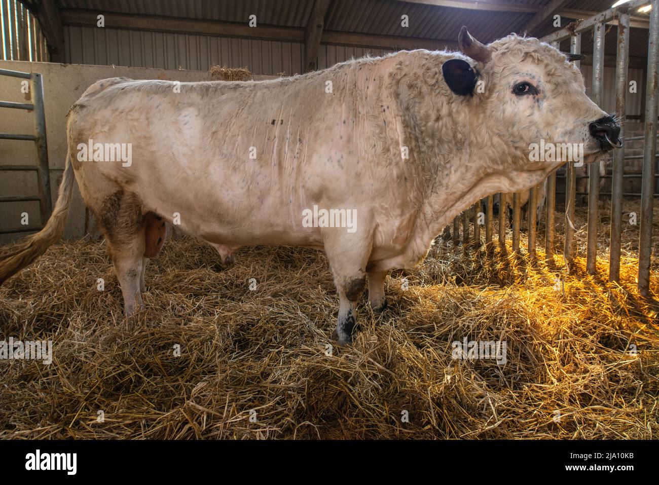 White Park bull in barn Stock Photo - Alamy