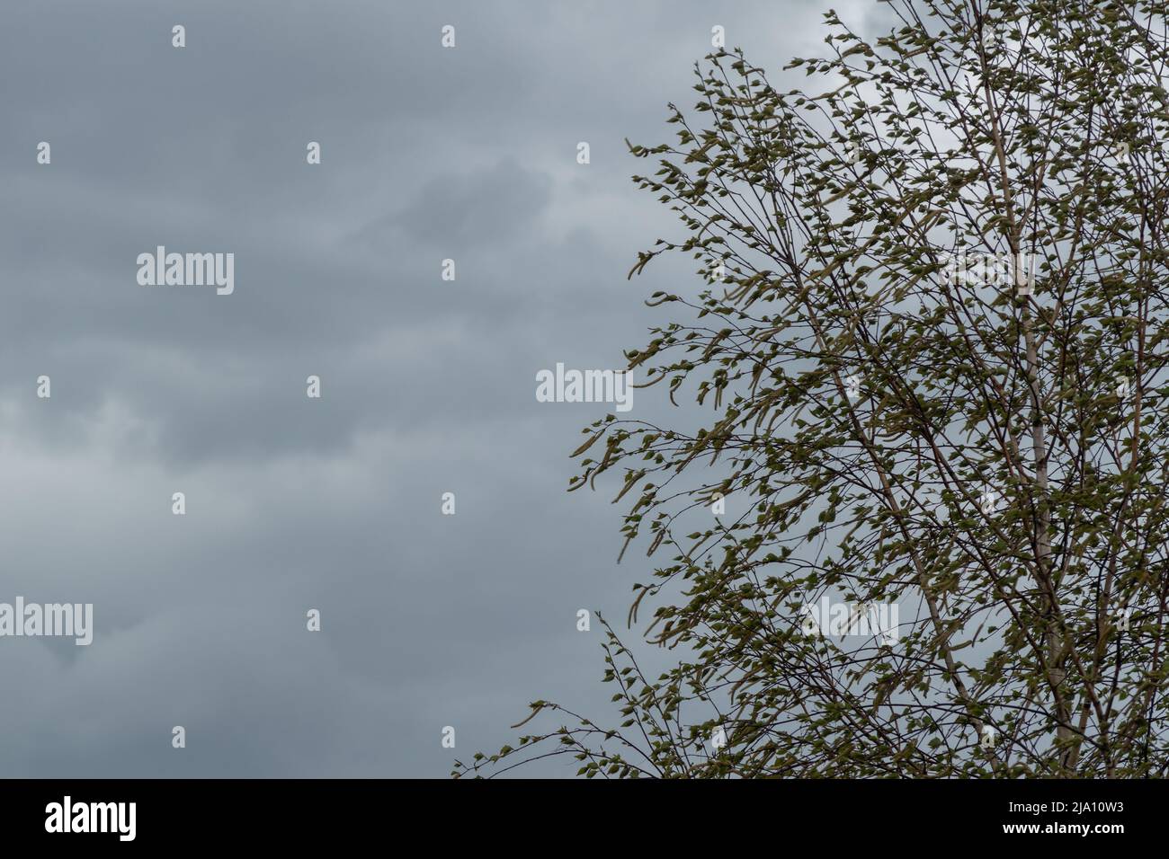 Birch tree in wind against storm clouds, tree with new leaves and ...