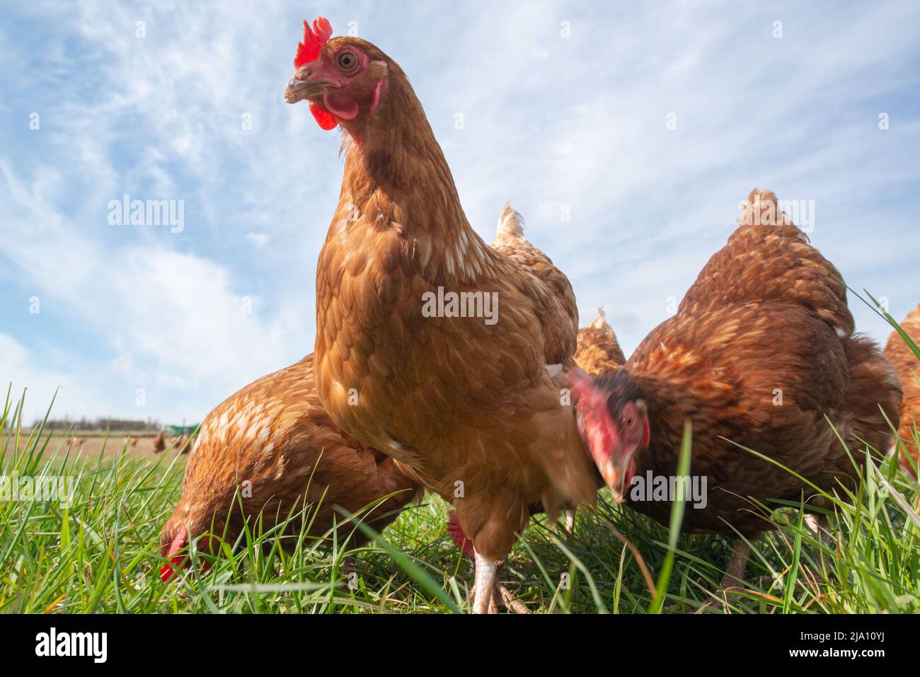 Free range egg laying chickens in grass field, Carmarthenshire, Wales ...