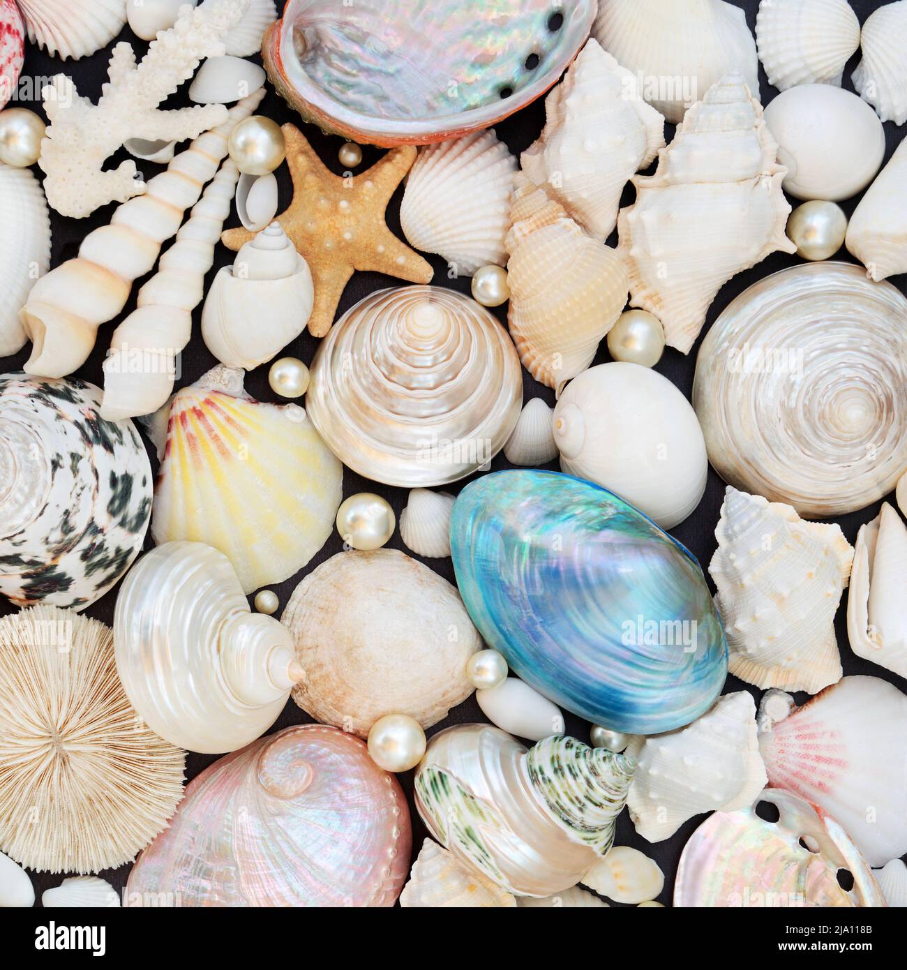 Natural sea shell and pearl collection composition forming an abstract ...