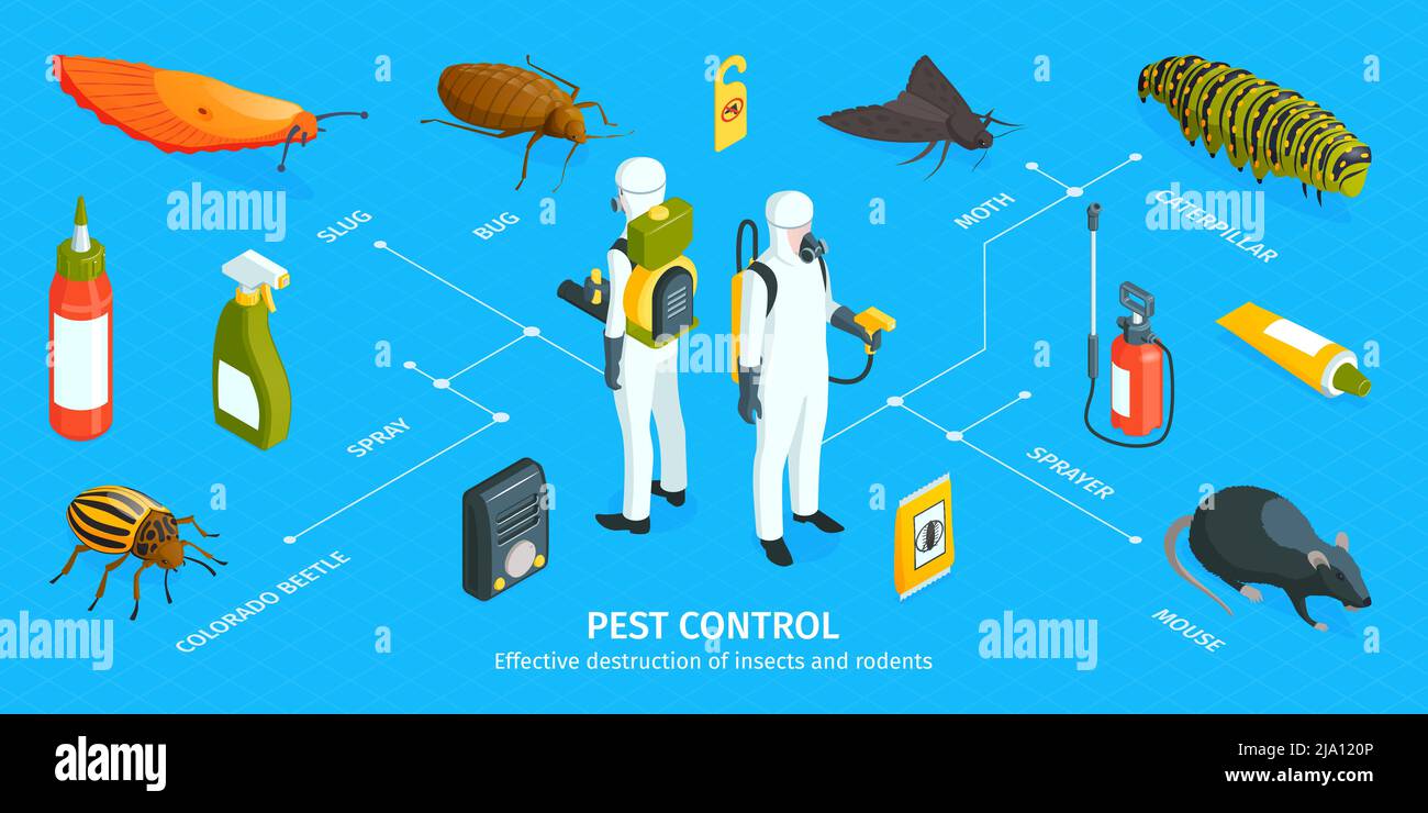 Isometric pest control infographics with editable text captions workers ...