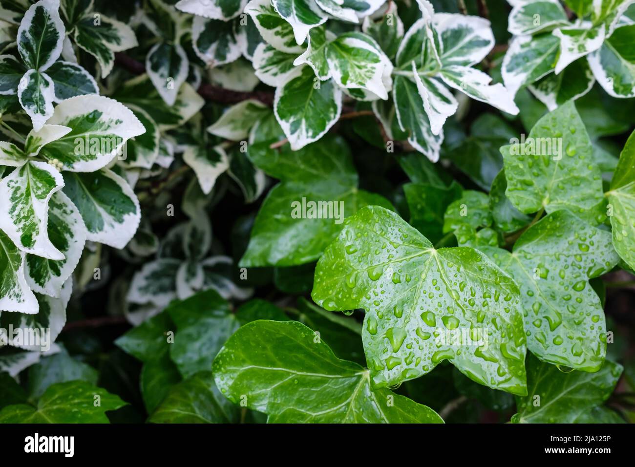 Two shrubs with white-green and green leaves in raindrops, outdoors ...