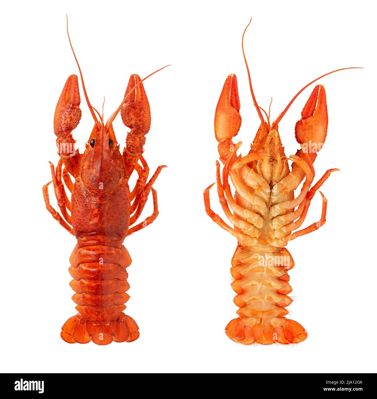 Set of two crayfishes isolated on white background Stock Photo - Alamy