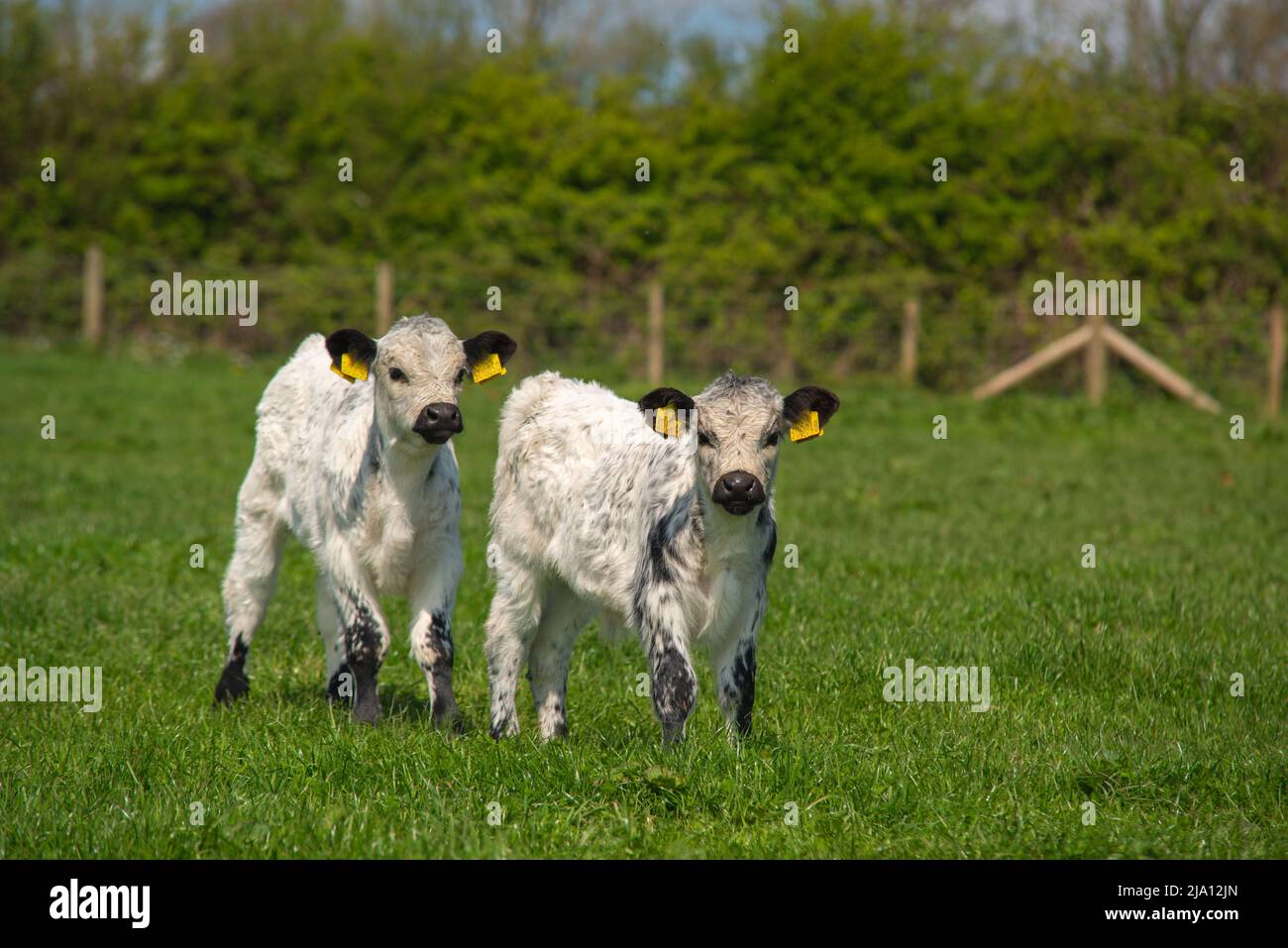 Calves graze hi-res stock photography and images - Alamy