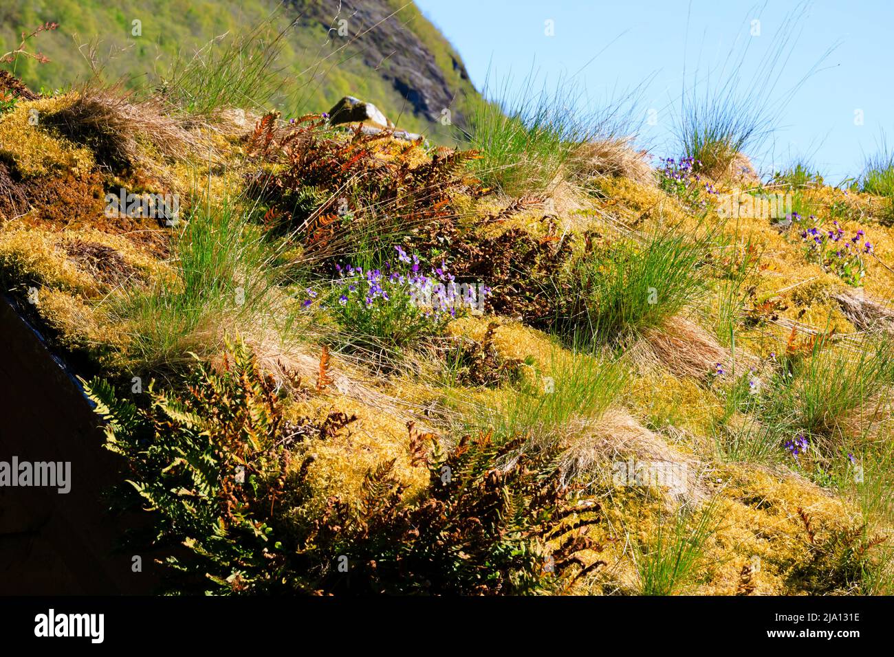 Traditional grass roofed wooden farm cabins on the shore of Lake ...