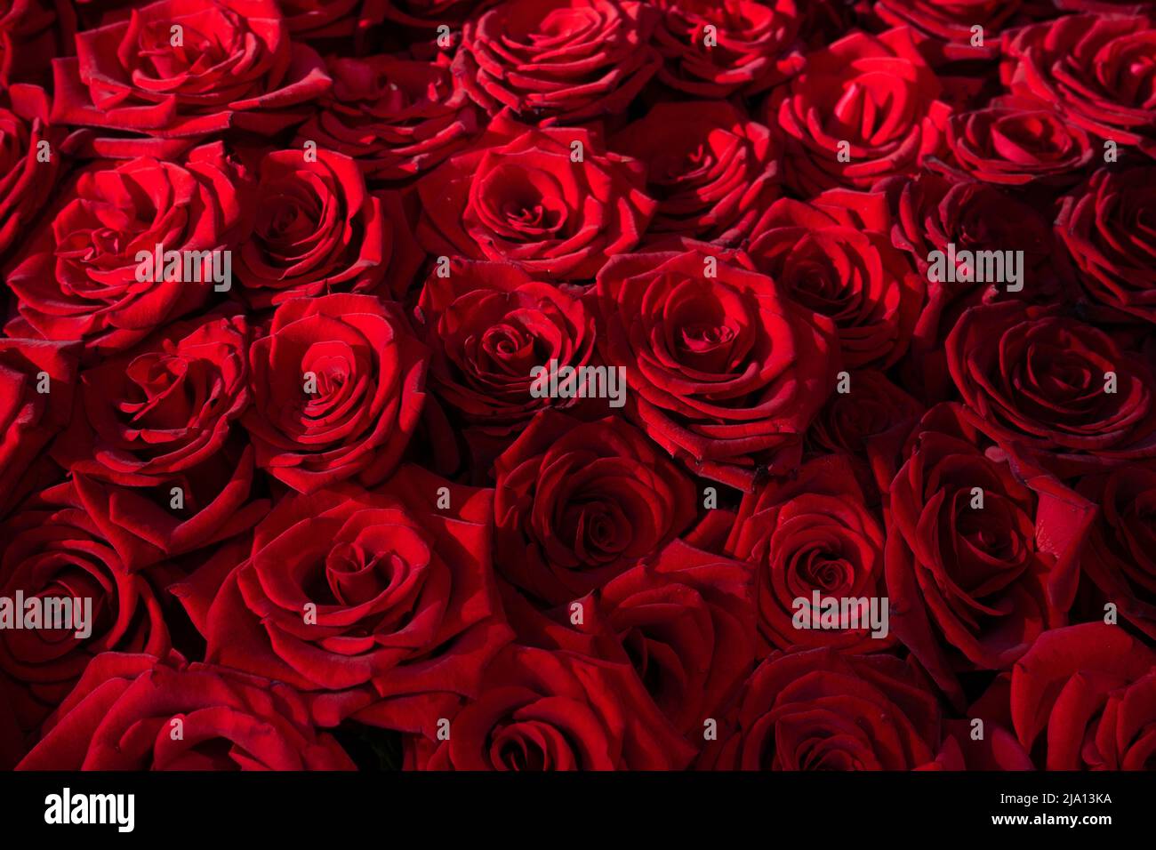 Red many rose hi-res stock photography and images - Alamy