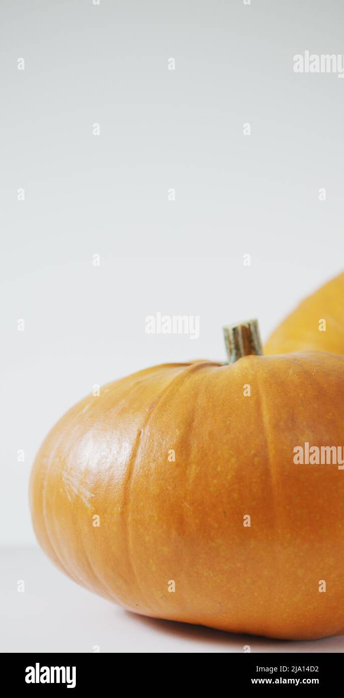 Vertical image of two large pumpkins rotating on white background Stock ...