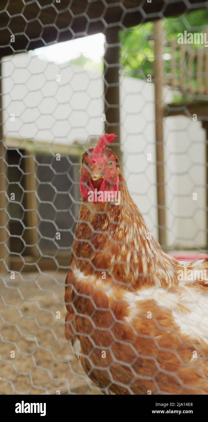 Vertical image of chicken seen through fence in enclosure in farm Stock ...